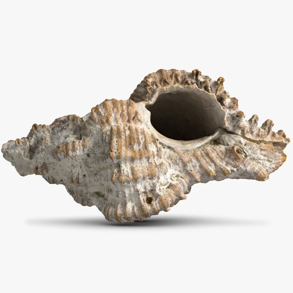 3d seashell realistic model