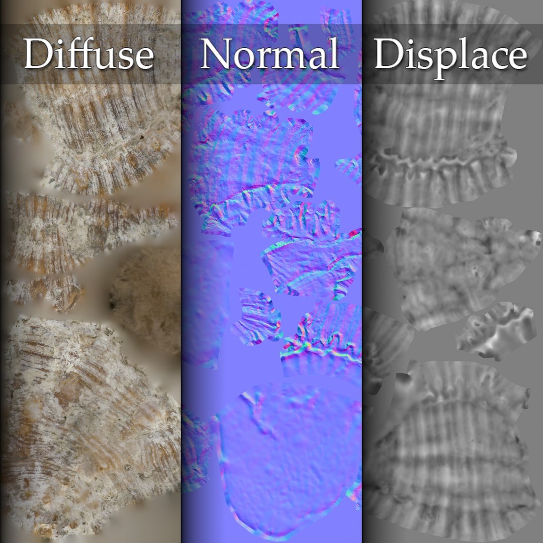 Sea shell 3D | 1144781 | TurboSquid