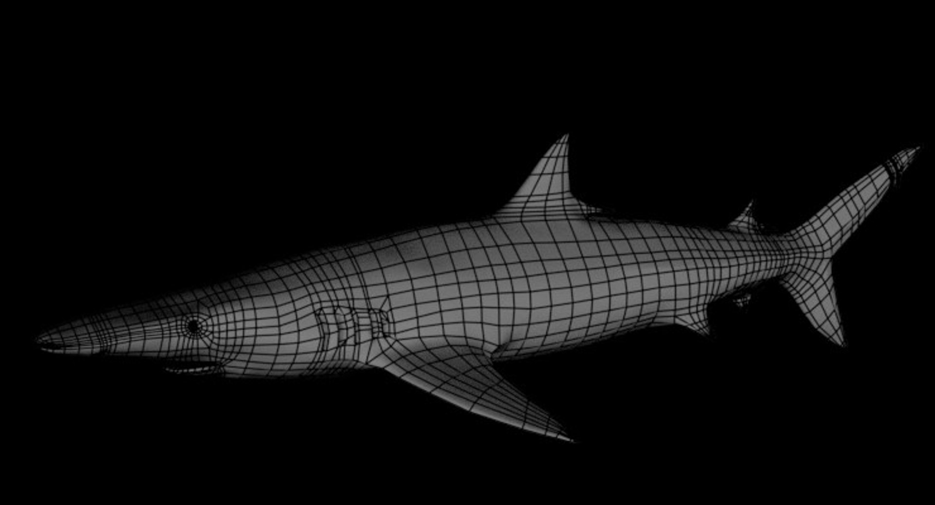 Blue shark 3D model - TurboSquid 1318702