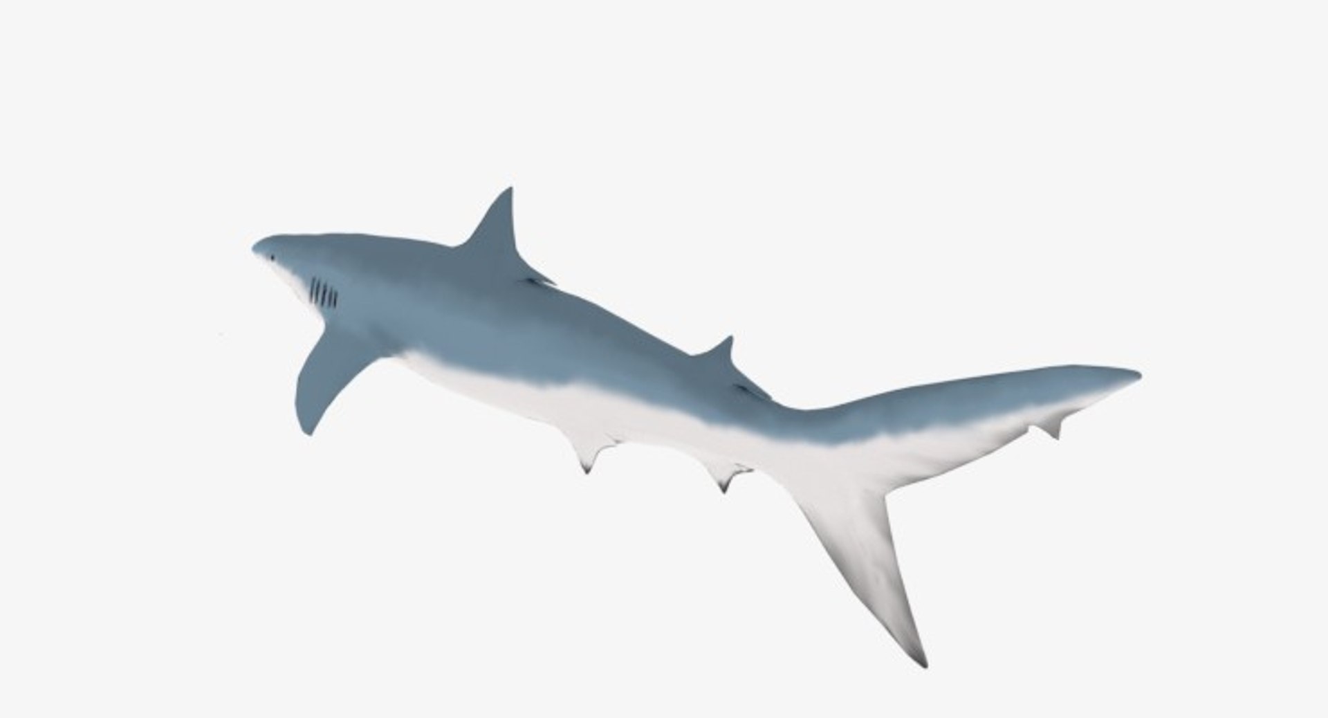 Blue shark 3D model - TurboSquid 1318702