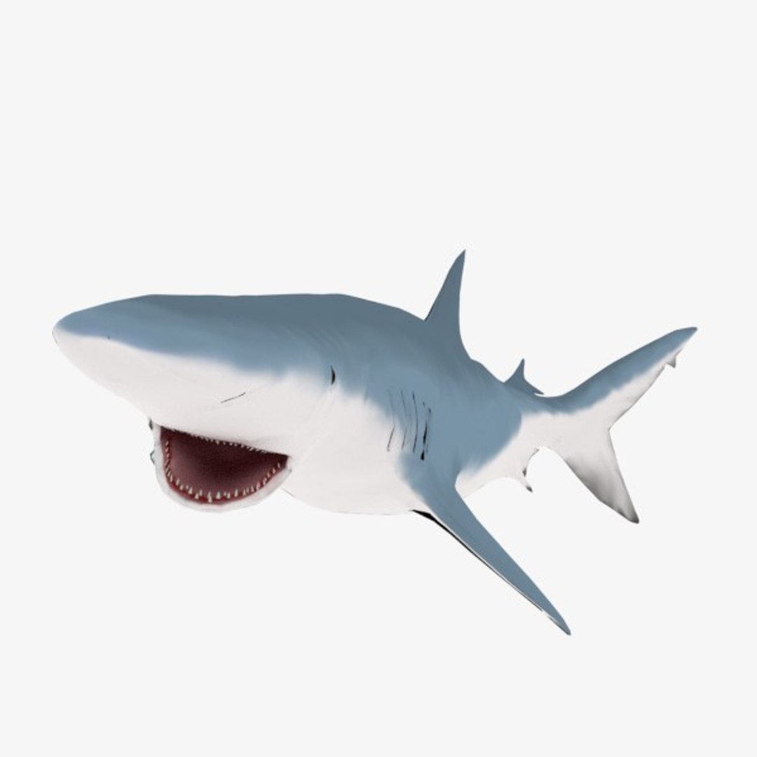 Blue shark 3D model - TurboSquid 1318702