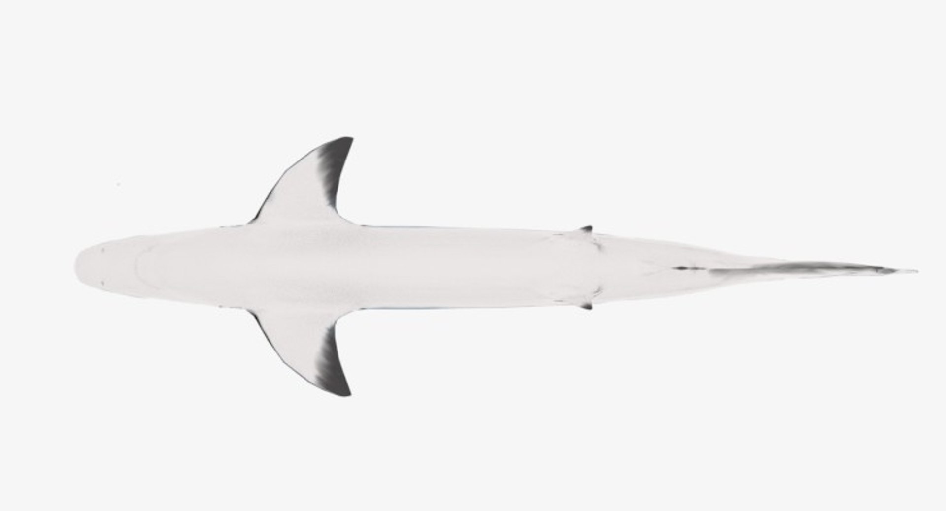 Blue shark 3D model - TurboSquid 1318702