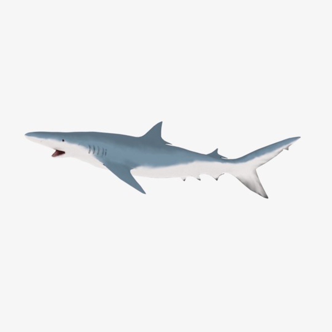 Blue shark 3D model - TurboSquid 1318702