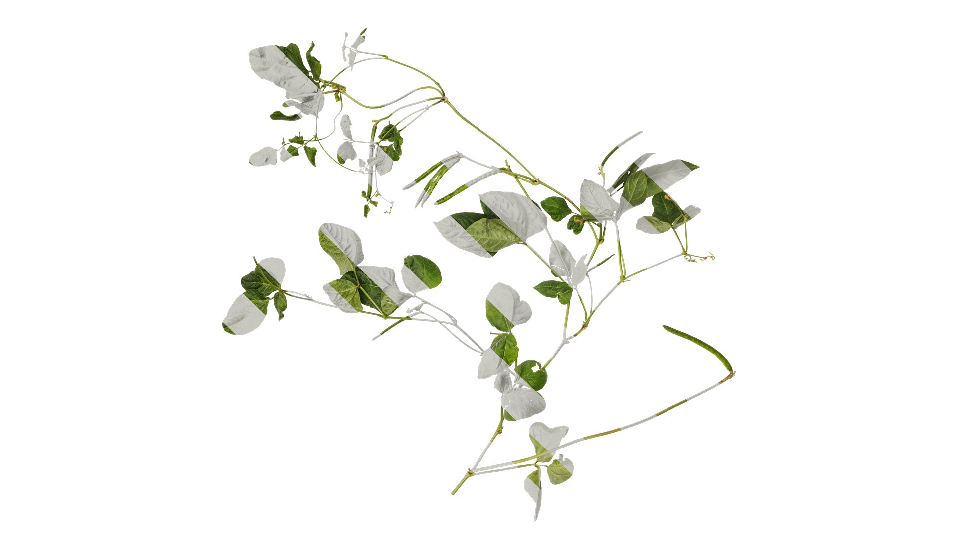 Anydrafts Vigna Radiata Atlas 04 Textures 3D Model - TurboSquid 2350427