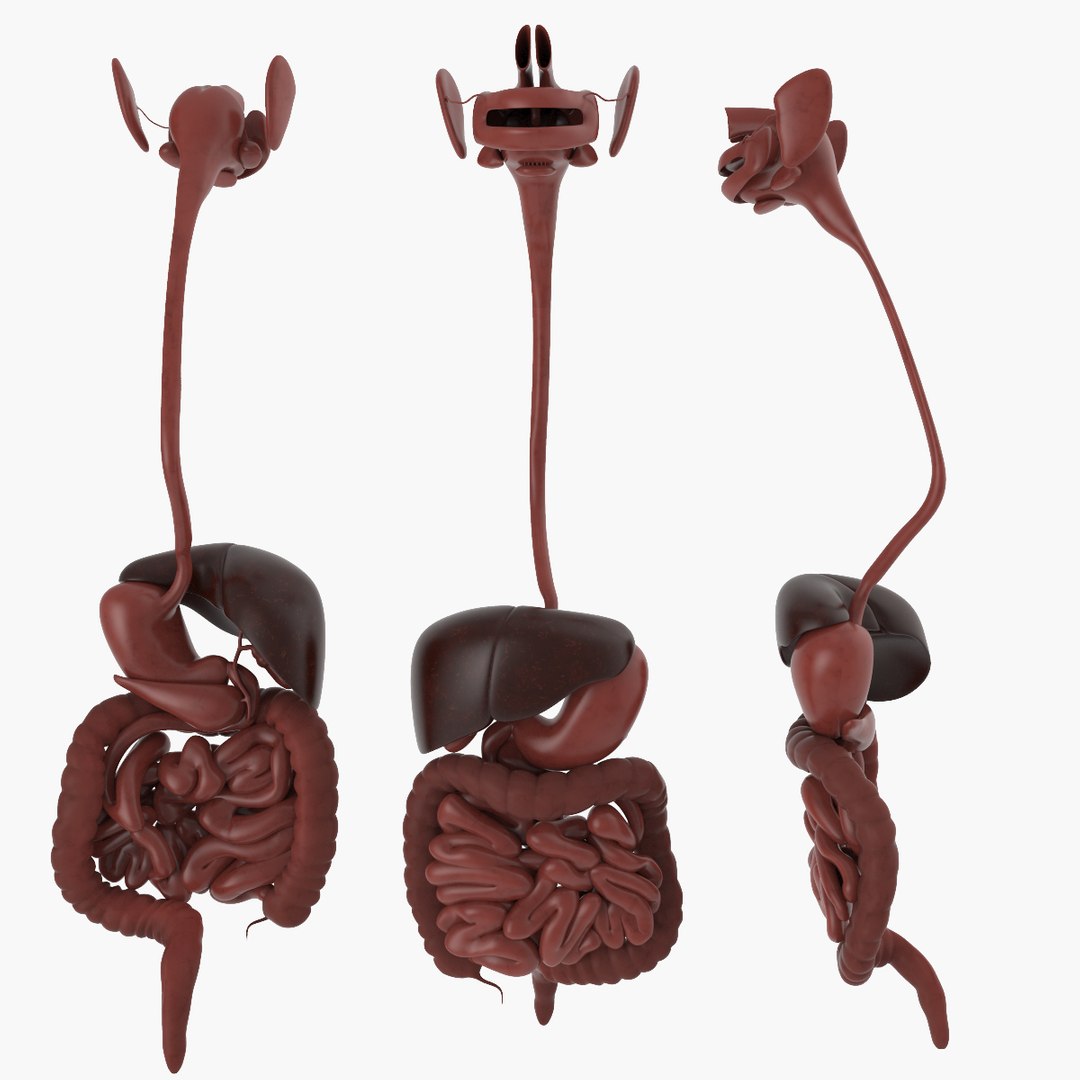 C4d Digestive Stomach Intestine