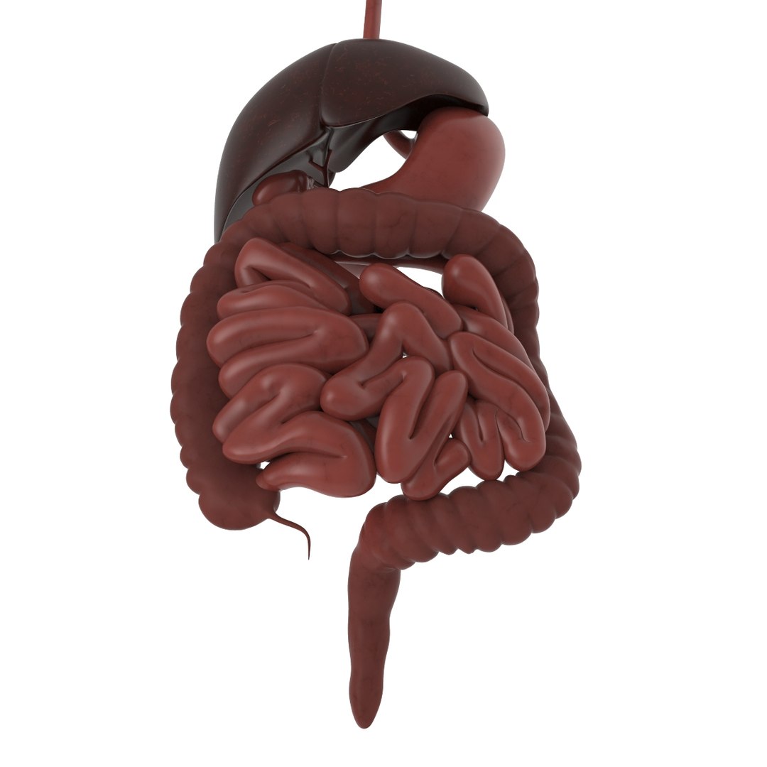 C4d Digestive Stomach Intestine