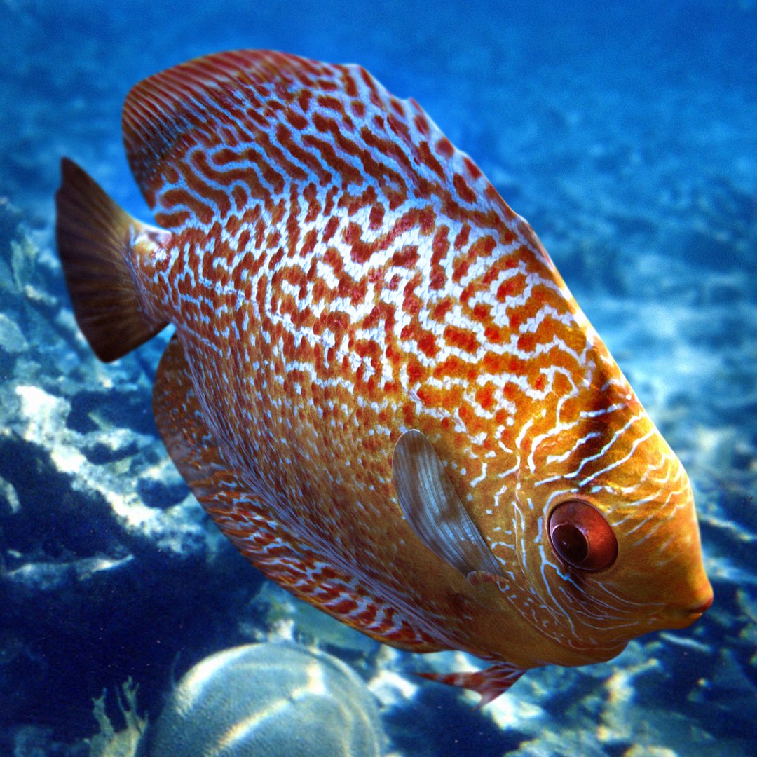 3d Generic Discus Tropical Fish