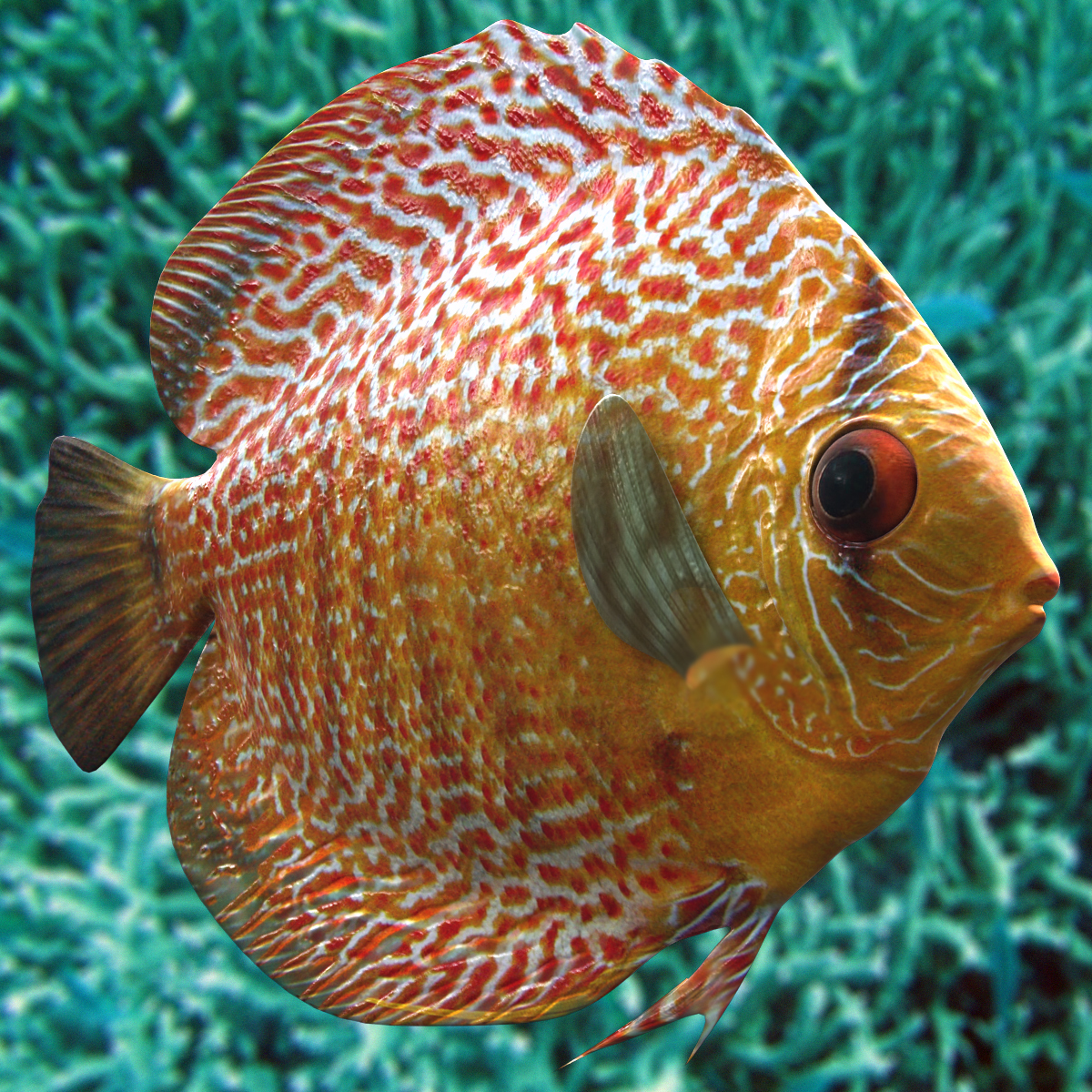 3d generic discus tropical fish