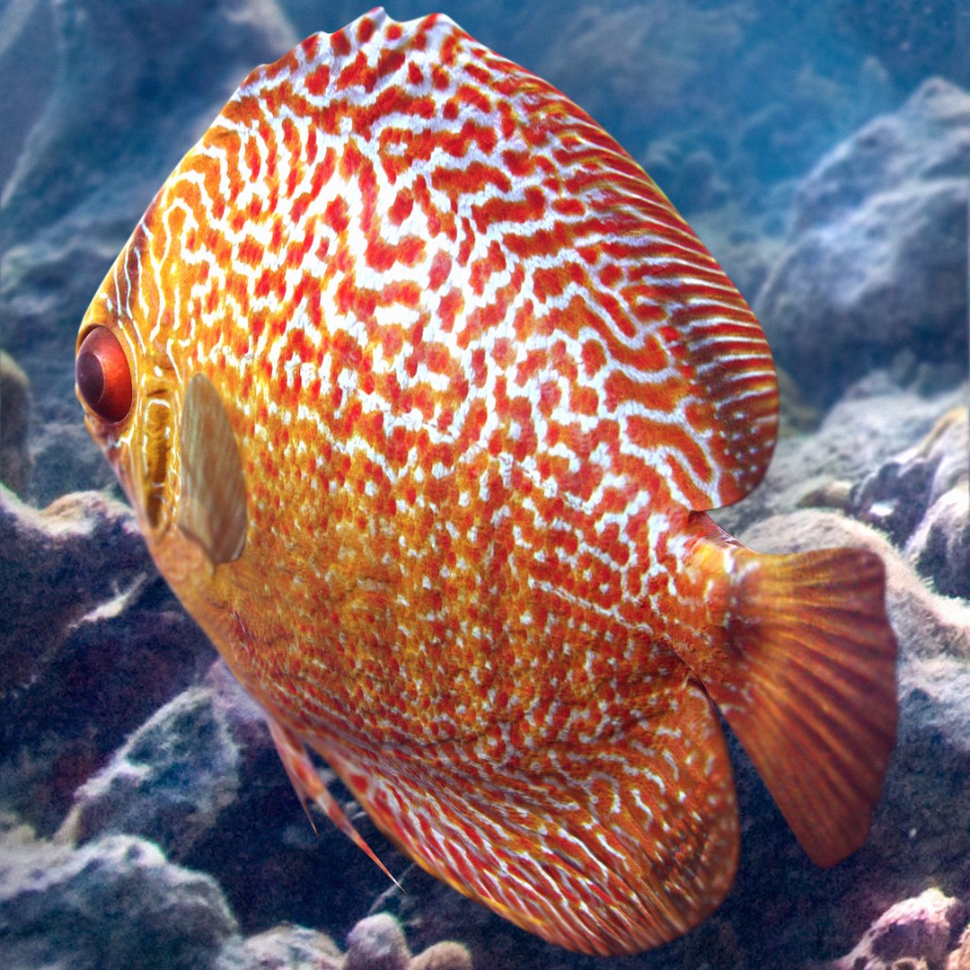 3d Generic Discus Tropical Fish