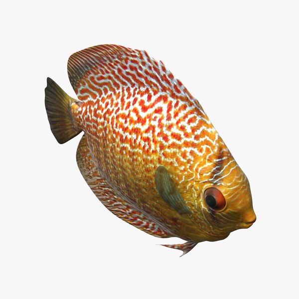 3d generic discus tropical fish