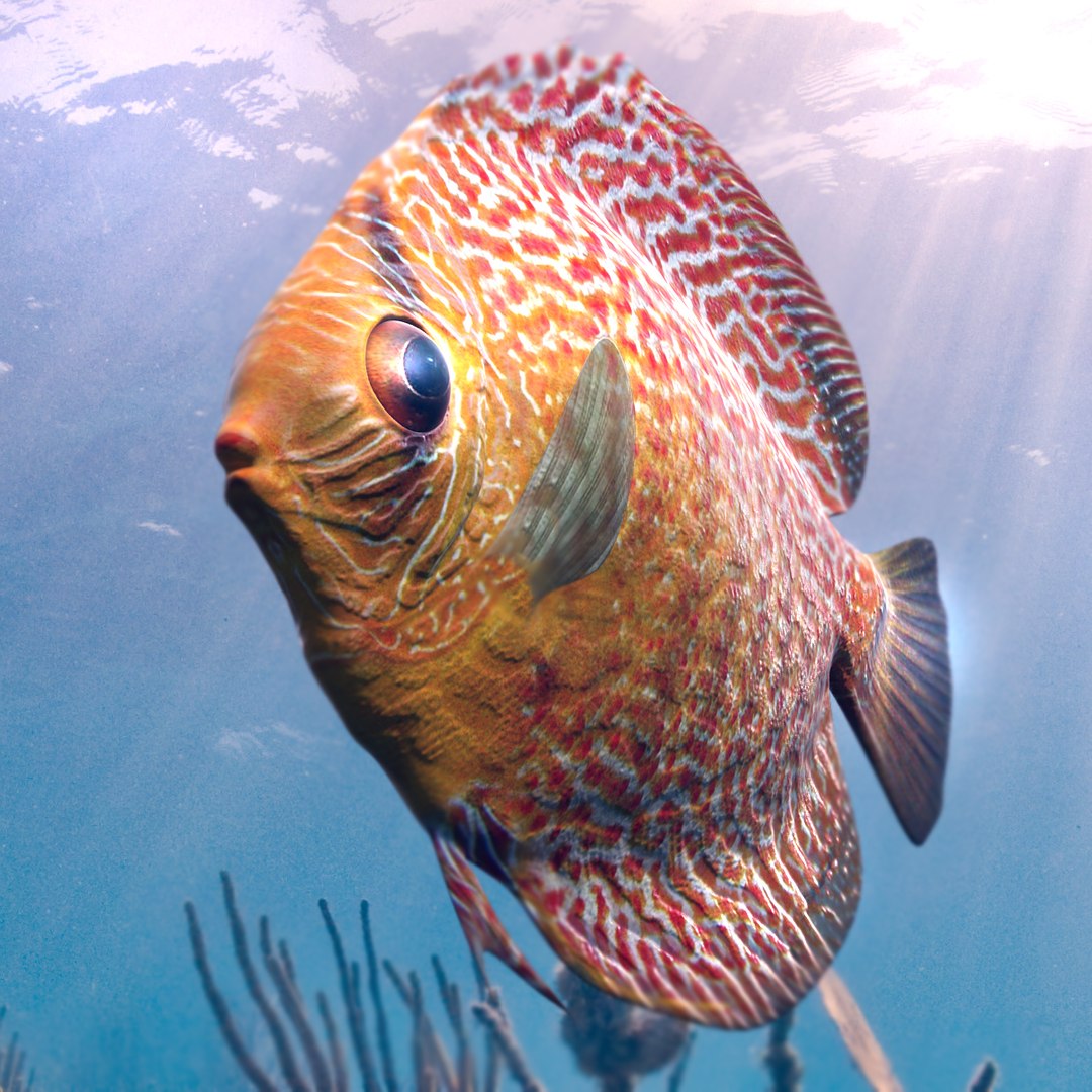 3d Generic Discus Tropical Fish