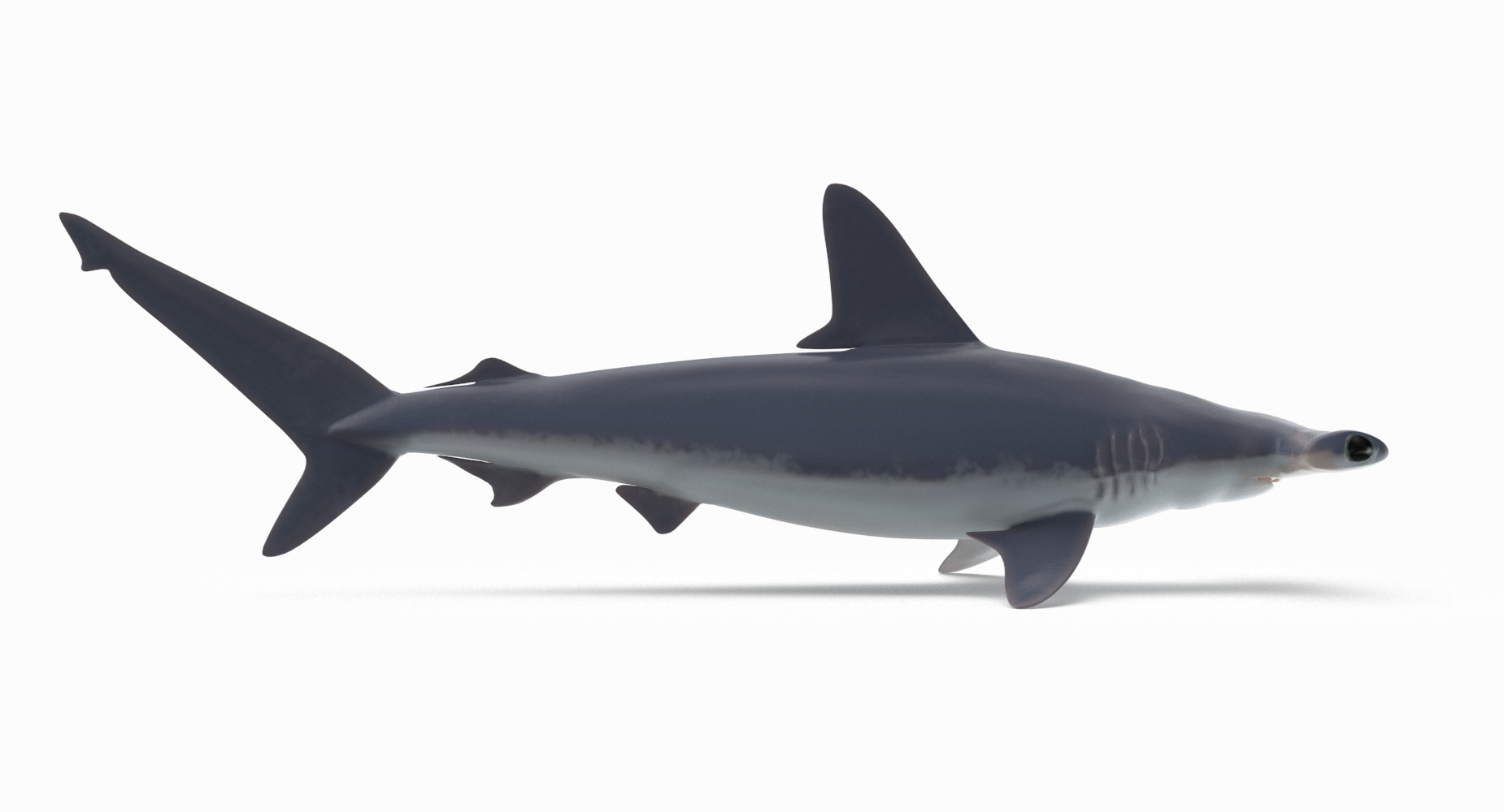 3D hammerhead shark - TurboSquid 1284622