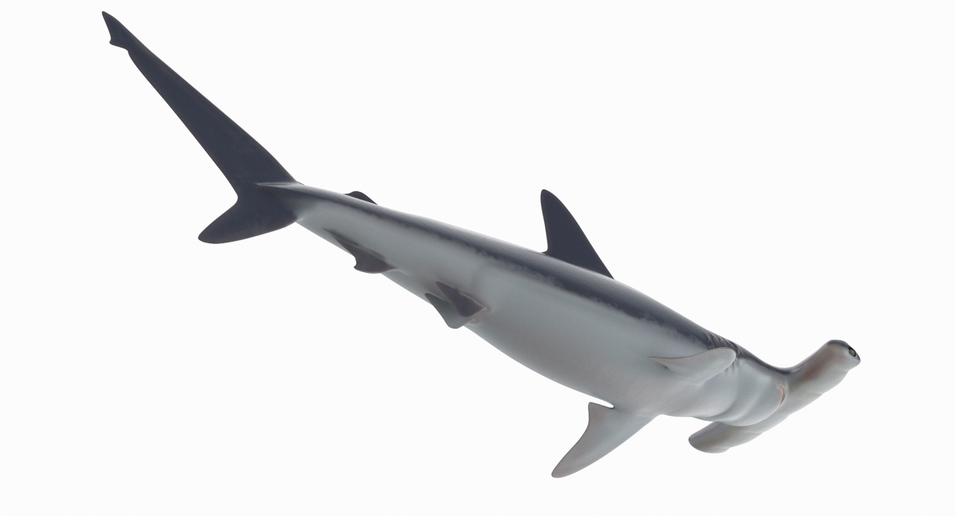 3D hammerhead shark - TurboSquid 1284622