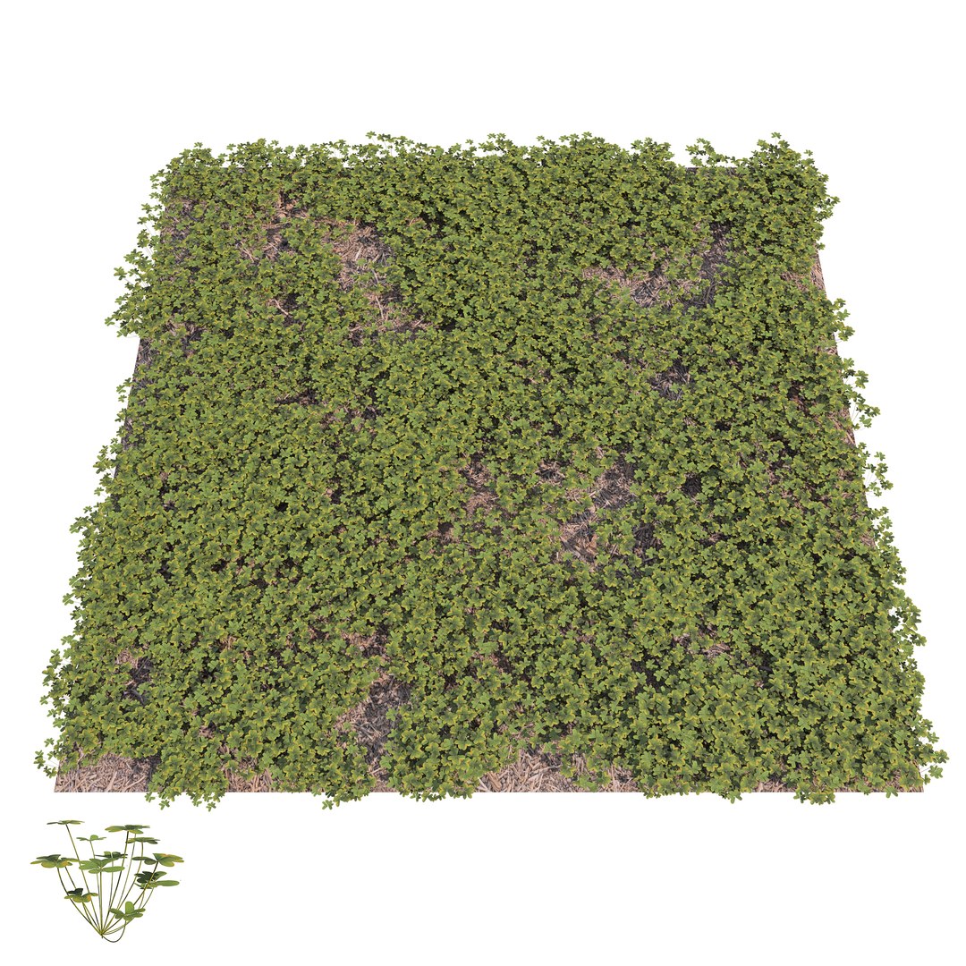 Ground Clover Plants 3D Model - TurboSquid 1693064
