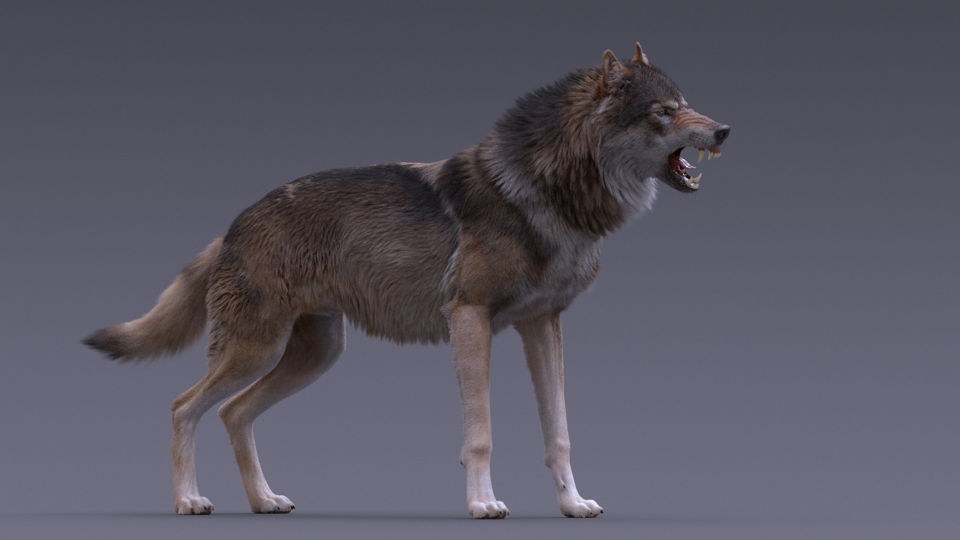 Realistic rigged wolf natural 3D model - TurboSquid 1599098