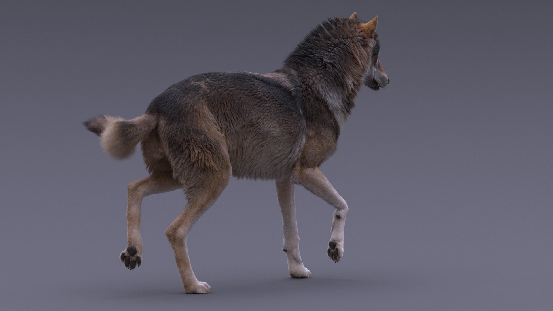 Realistic Rigged Wolf Natural 3D Model - TurboSquid 1599098