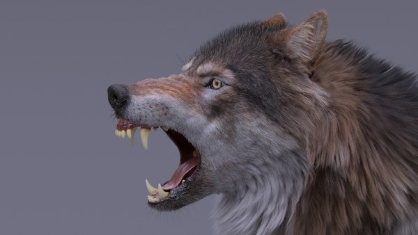 Realistic rigged wolf natural 3D model - TurboSquid 1599098