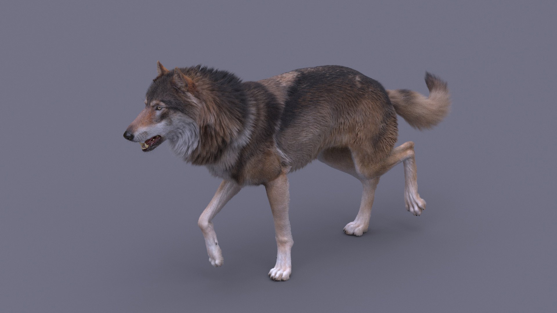 Realistic Rigged Wolf Natural 3D Model - TurboSquid 1599098