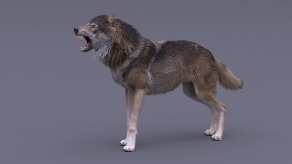 Realistic rigged wolf natural 3D model - TurboSquid 1599098
