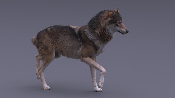 Realistic rigged wolf natural 3D model - TurboSquid 1599098