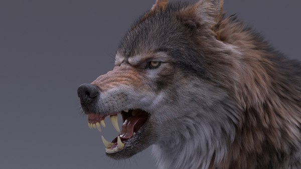 Realistic rigged wolf natural 3D model - TurboSquid 1599098