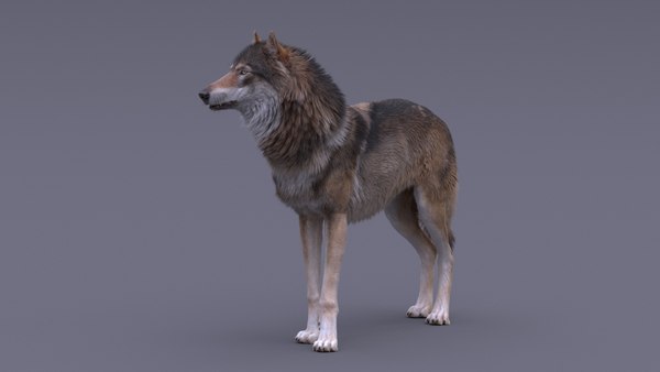 Realistic rigged wolf natural 3D model - TurboSquid 1599098