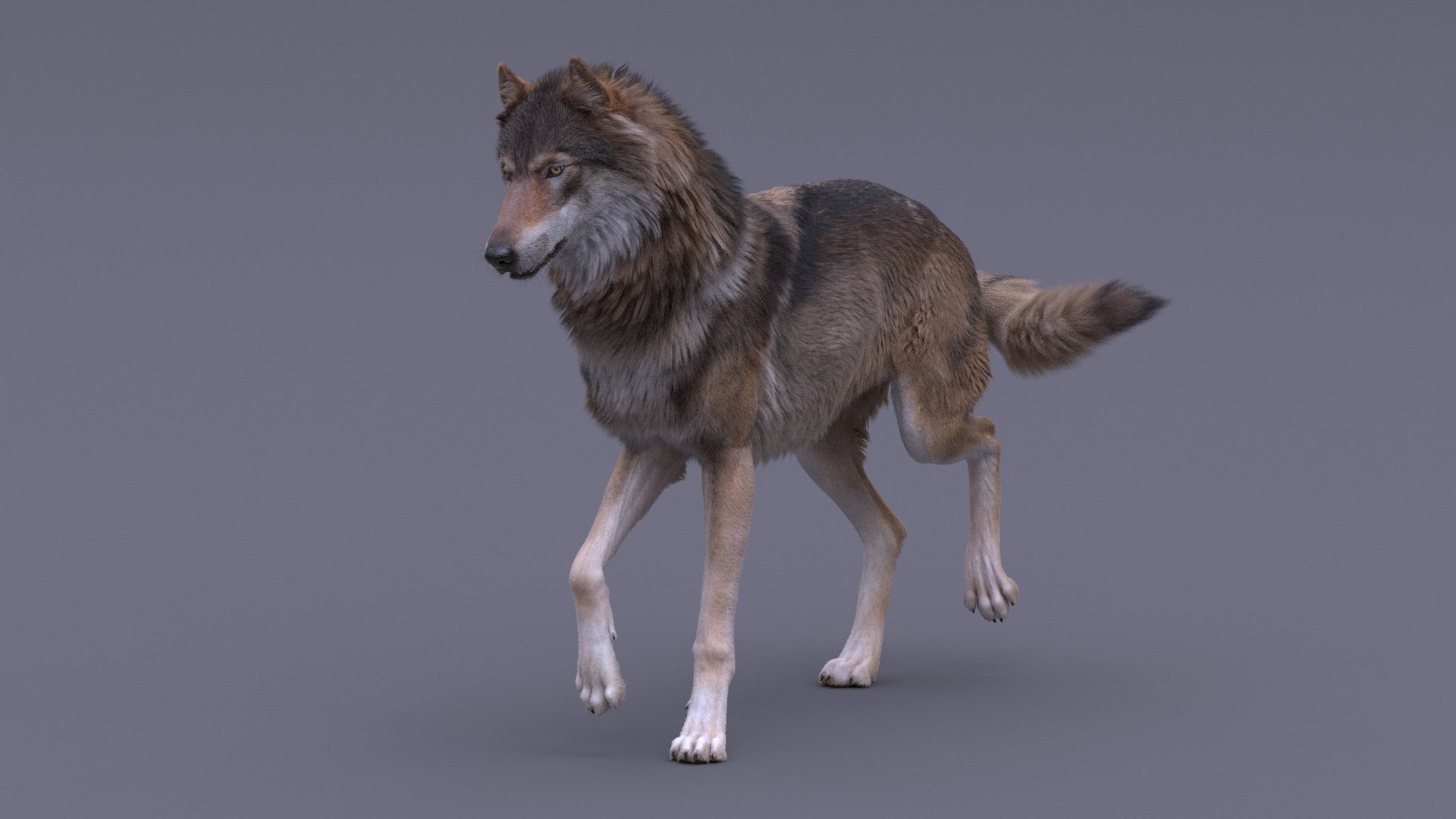Realistic Rigged Wolf Natural 3D Model - TurboSquid 1599098