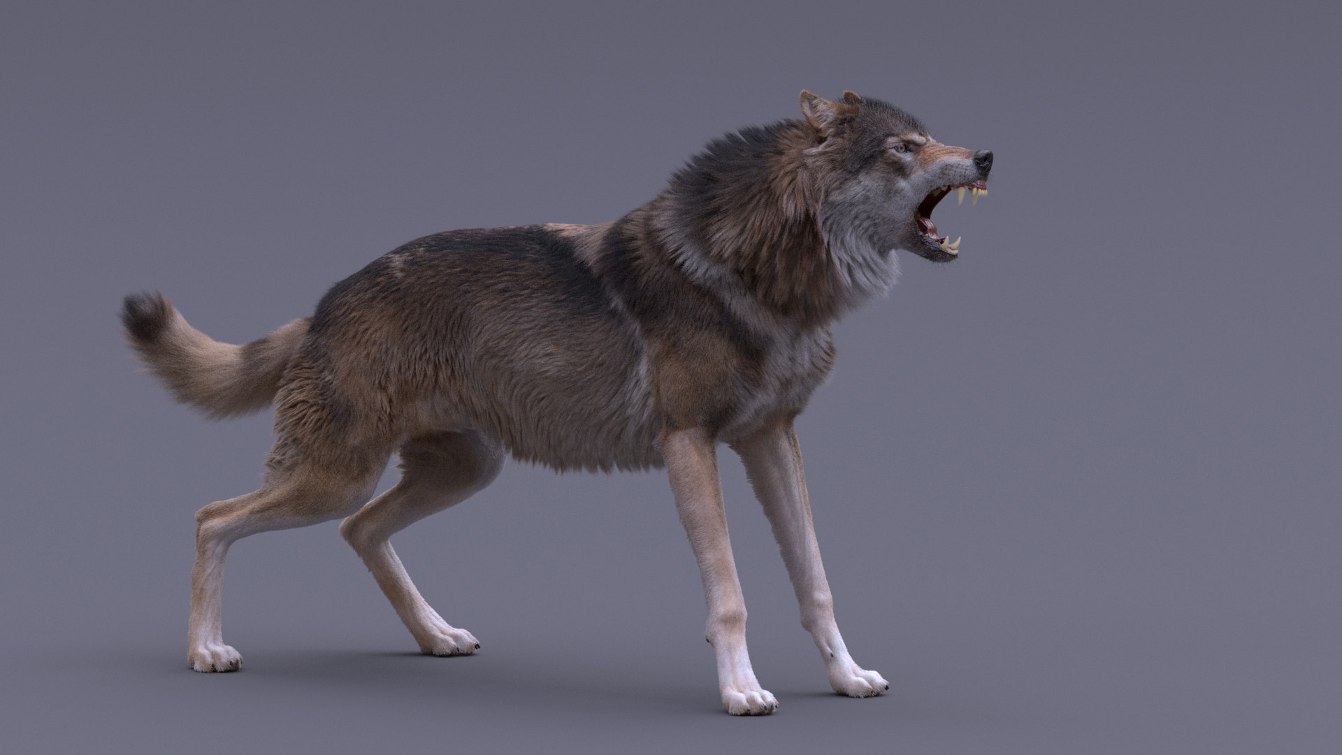 Realistic Rigged Wolf Natural 3D Model - TurboSquid 1599098