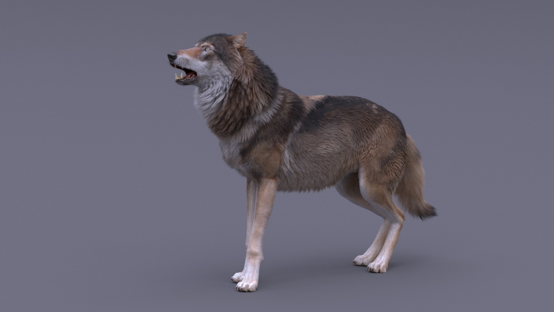 Realistic rigged wolf natural 3D model - TurboSquid 1599098