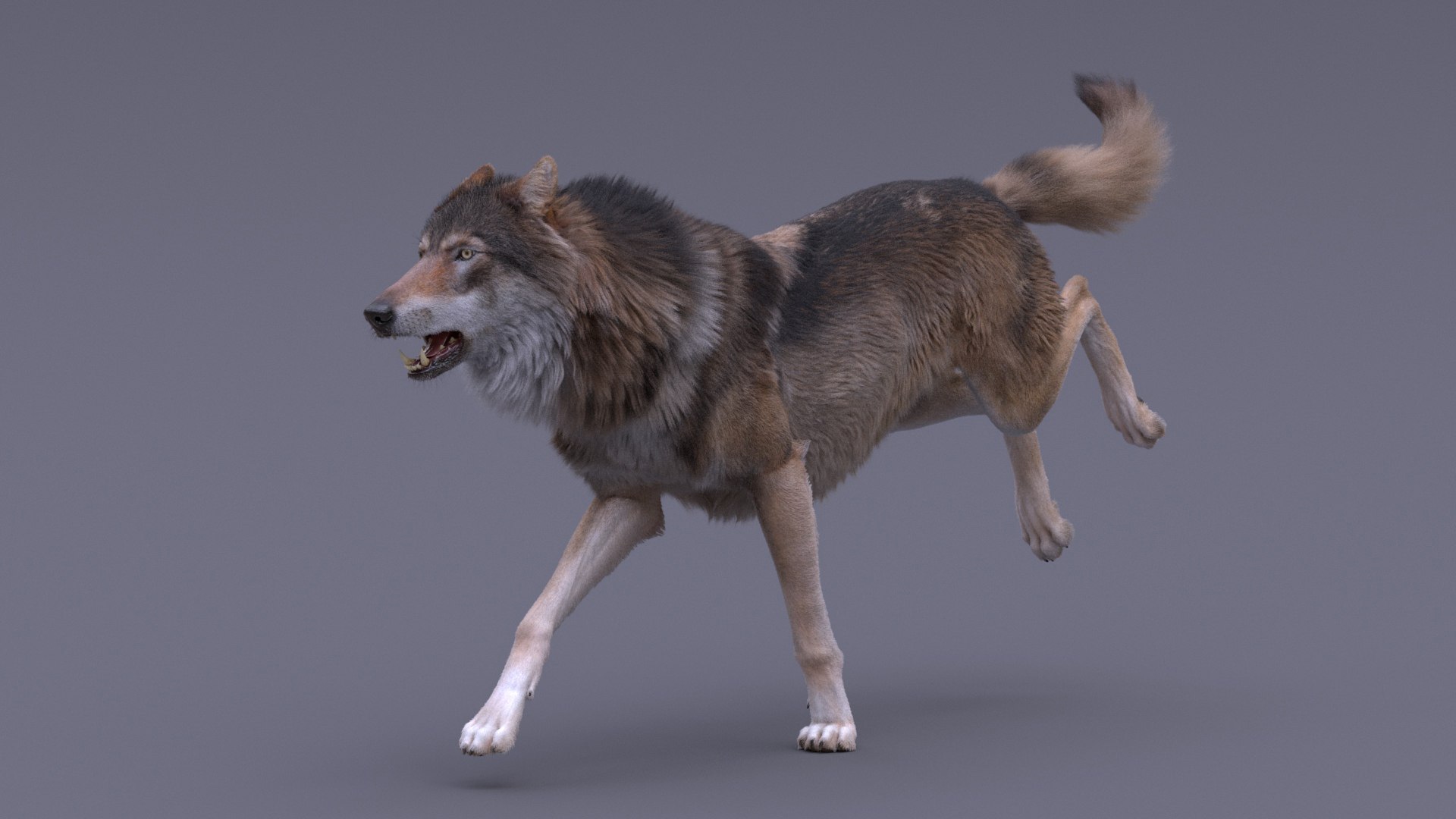Realistic rigged wolf natural 3D model - TurboSquid 1599098