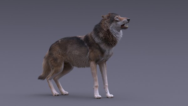 Realistic rigged wolf natural 3D model - TurboSquid 1599098