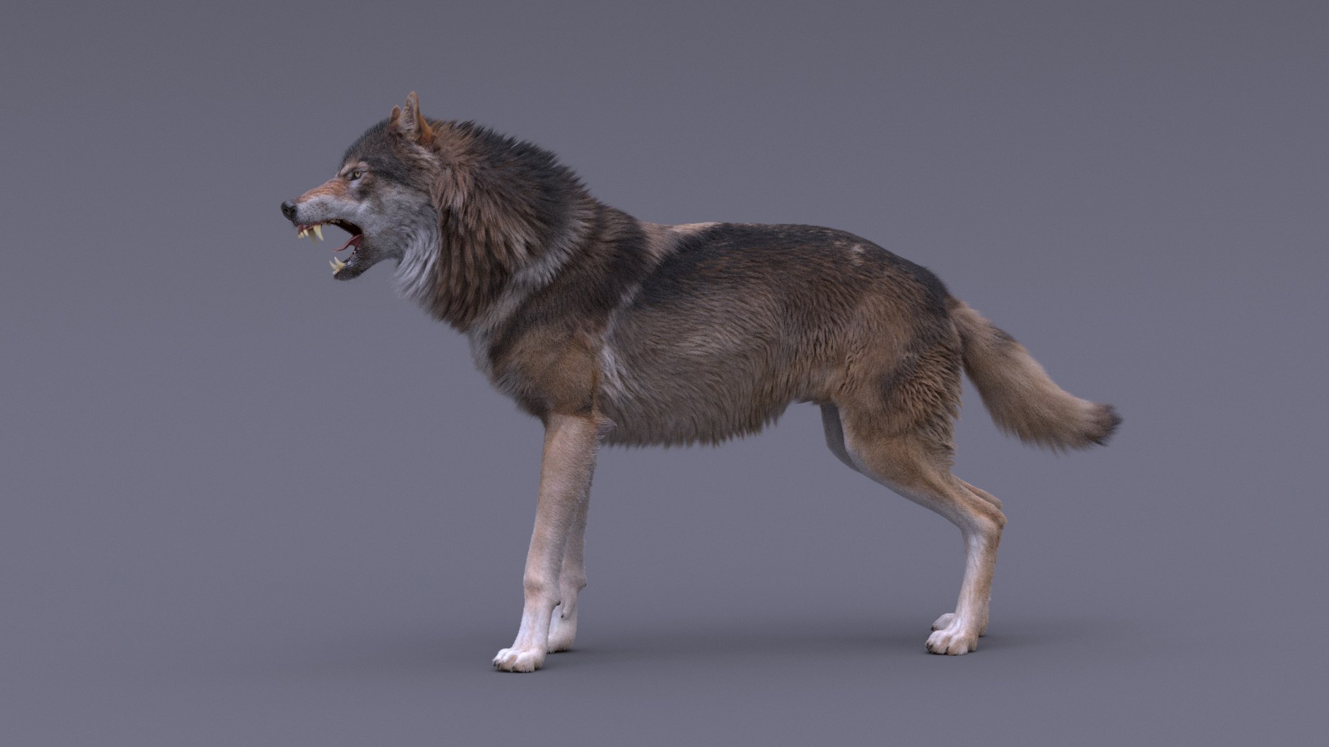 Realistic rigged wolf natural 3D model - TurboSquid 1599098