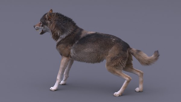 Realistic rigged wolf natural 3D model - TurboSquid 1599098