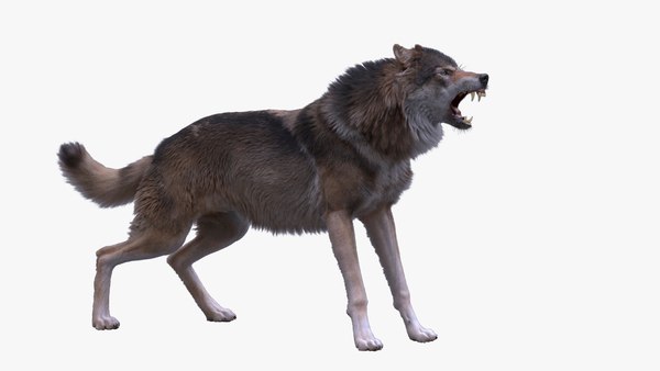 Realistic rigged wolf natural 3D model - TurboSquid 1599098