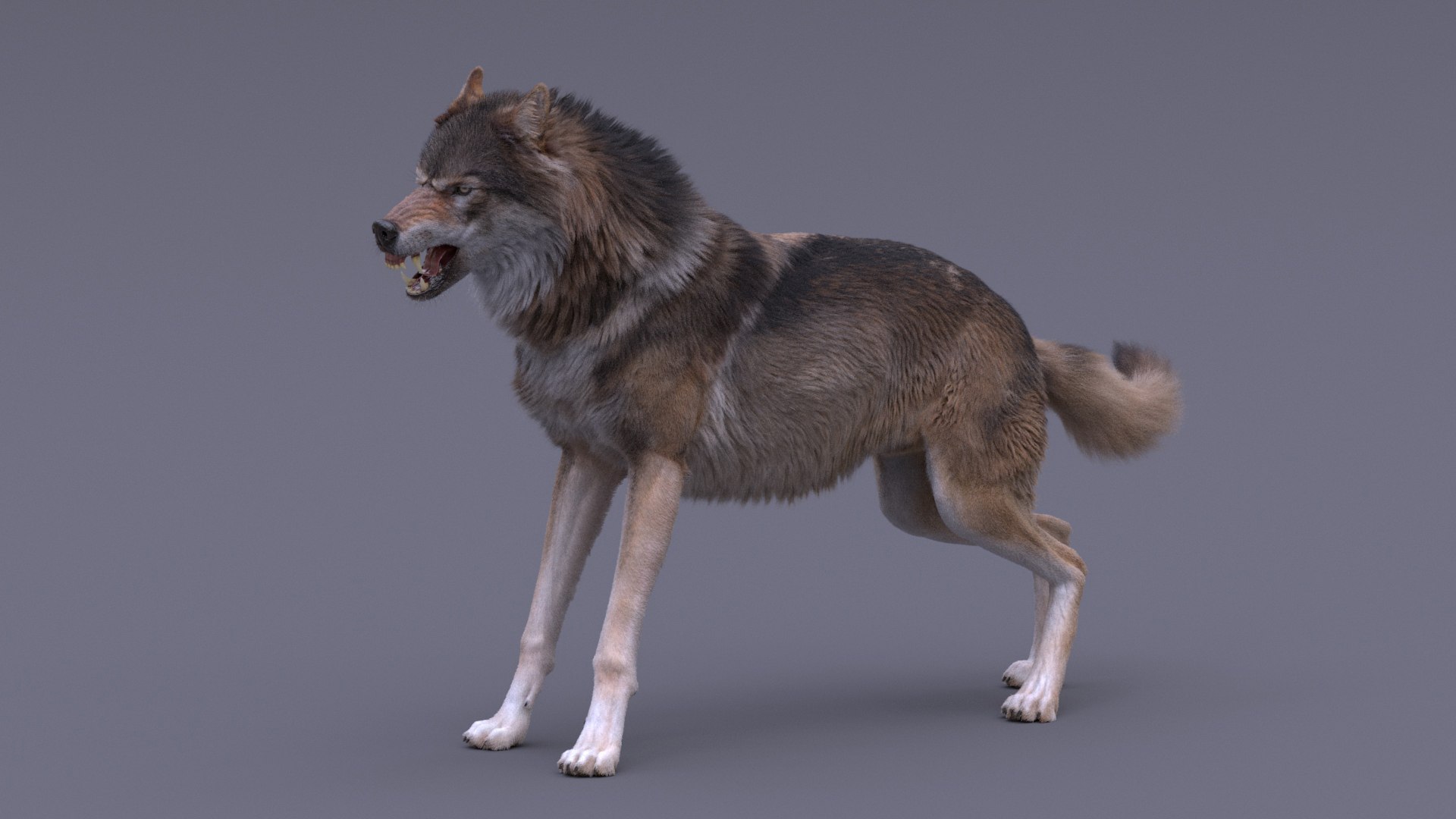 Realistic rigged wolf natural 3D model - TurboSquid 1599098