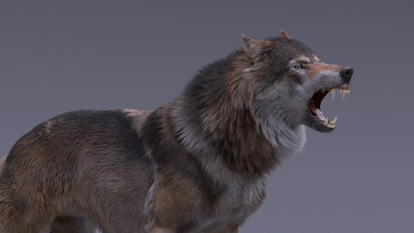 Realistic rigged wolf natural 3D model - TurboSquid 1599098