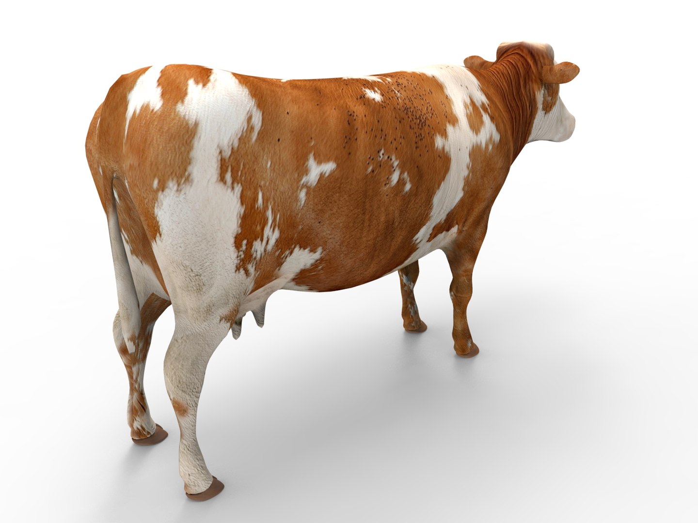 Cow Cattle 3D Model - TurboSquid 1196189
