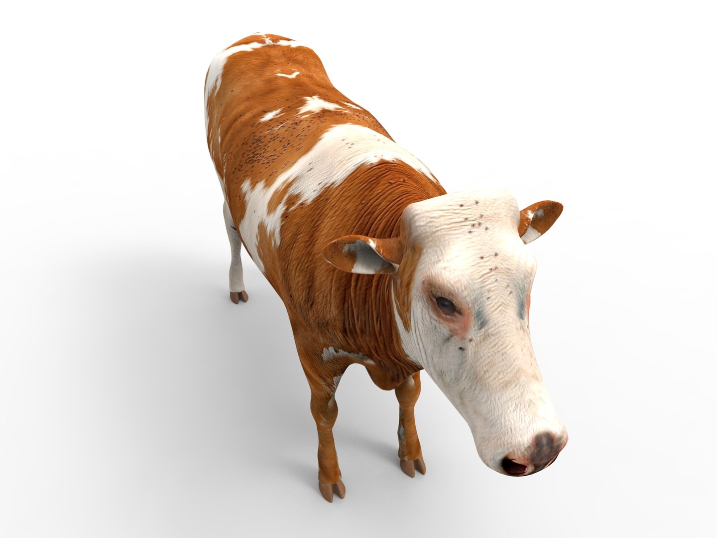 Cow Cattle 3D Model - TurboSquid 1196189