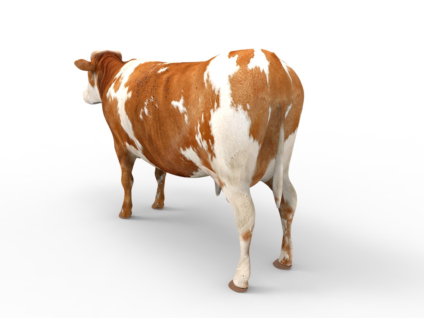 Cow Cattle 3D Model - TurboSquid 1196189