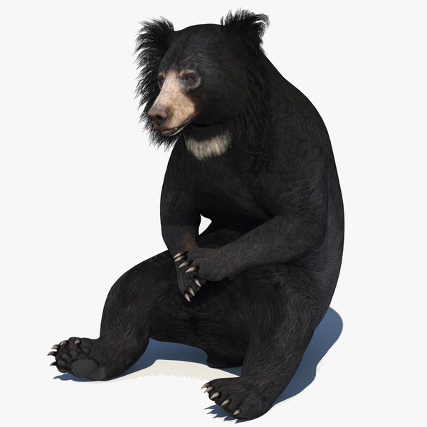 Free 3D Bear Models | TurboSquid