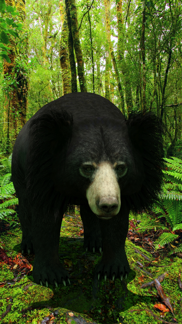 Sloth Bear Animated 2 3D Model - TurboSquid 2050777