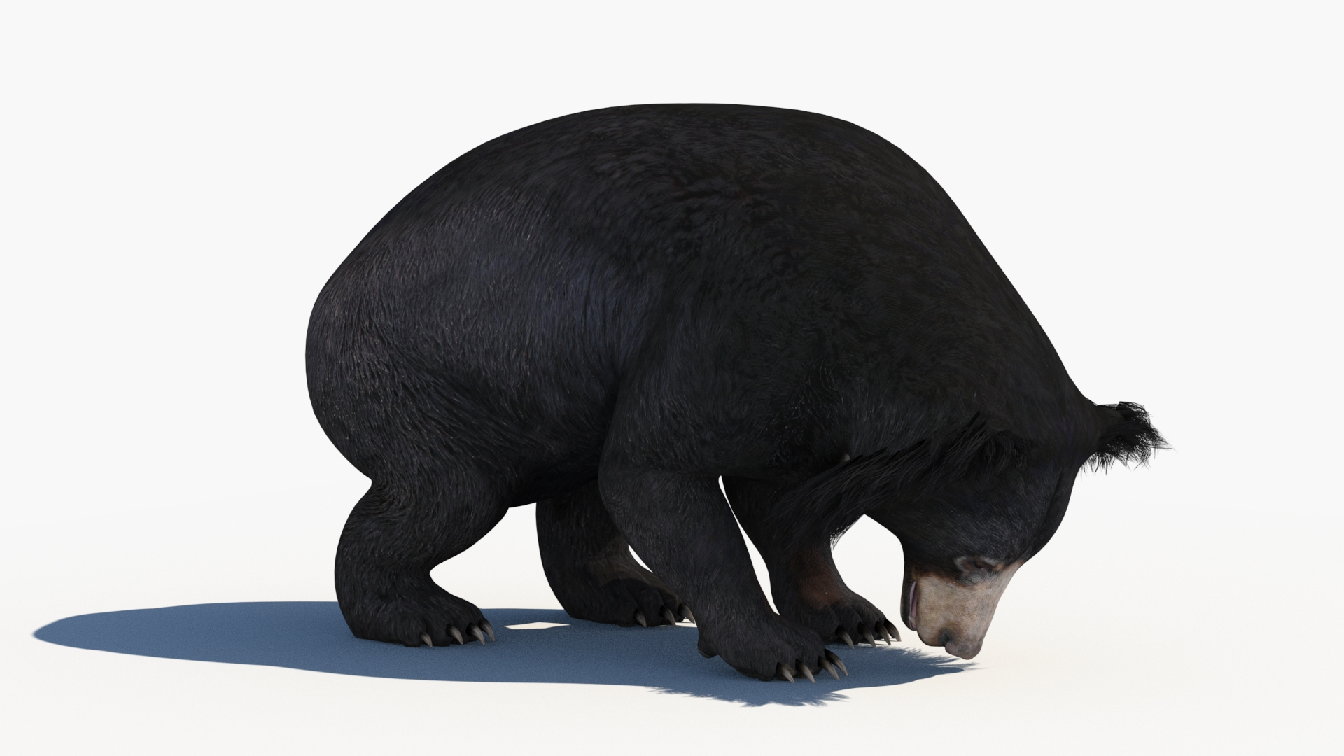 Sloth Bear Animated 2 3D Model - TurboSquid 2050777