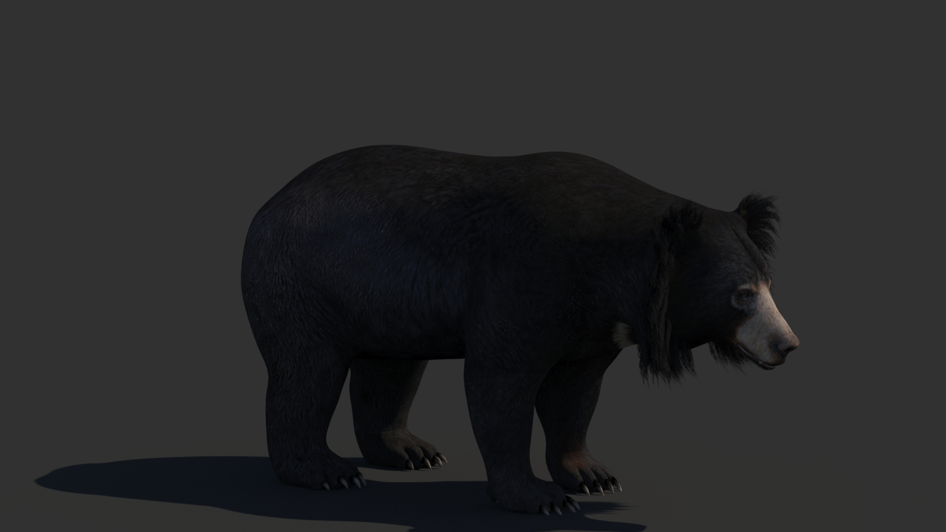 Sloth Bear Animated 2 3D Model - TurboSquid 2050777