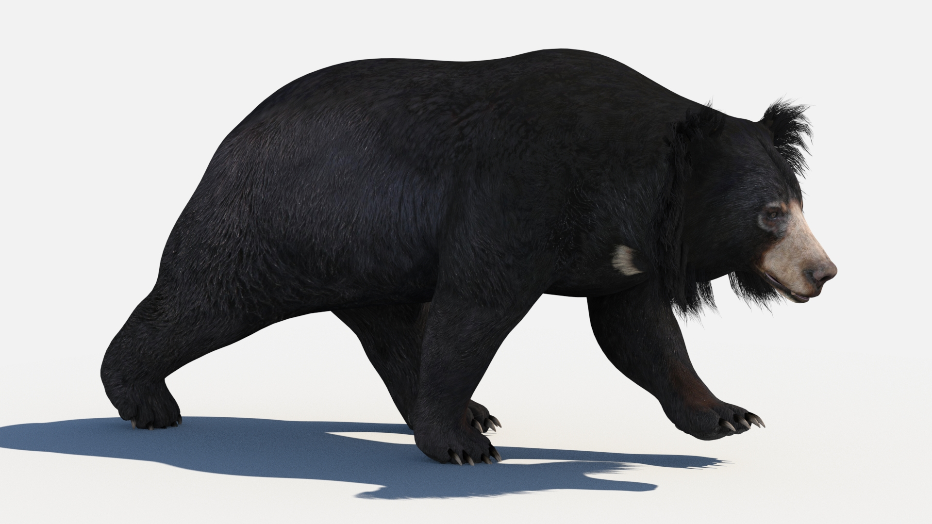 Sloth Bear Animated 2 3D Model - TurboSquid 2050777