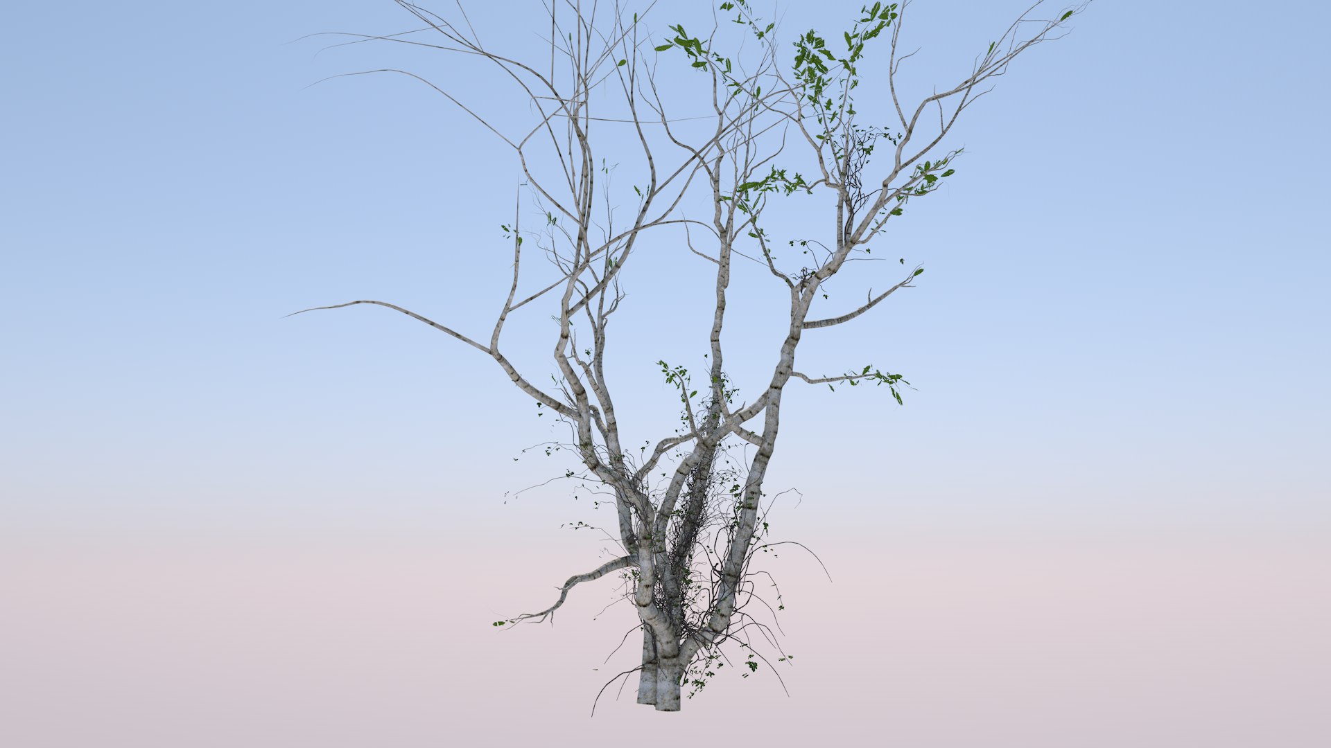 Poplar Tree 3D Model - TurboSquid 1176885