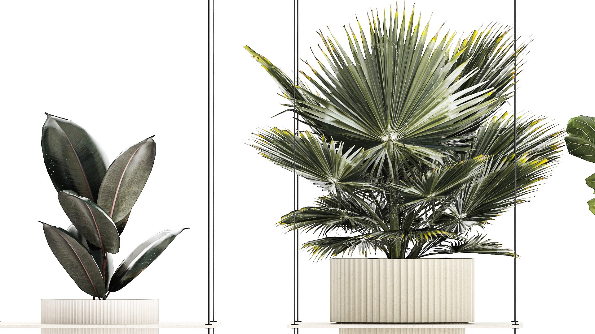 Shelf Hanging Pot Zamioculcas Ficus Fan Palm 1429 3D - TurboSquid 2142710