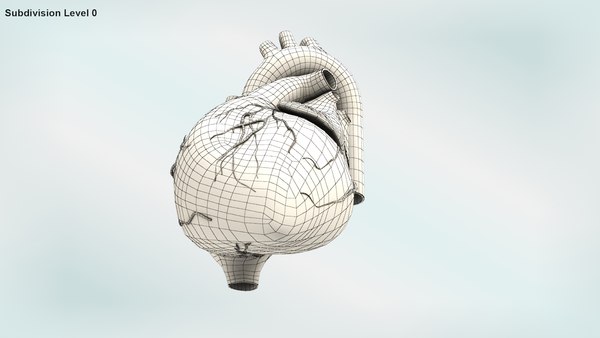 Human Heart 3D model - TurboSquid 1742264