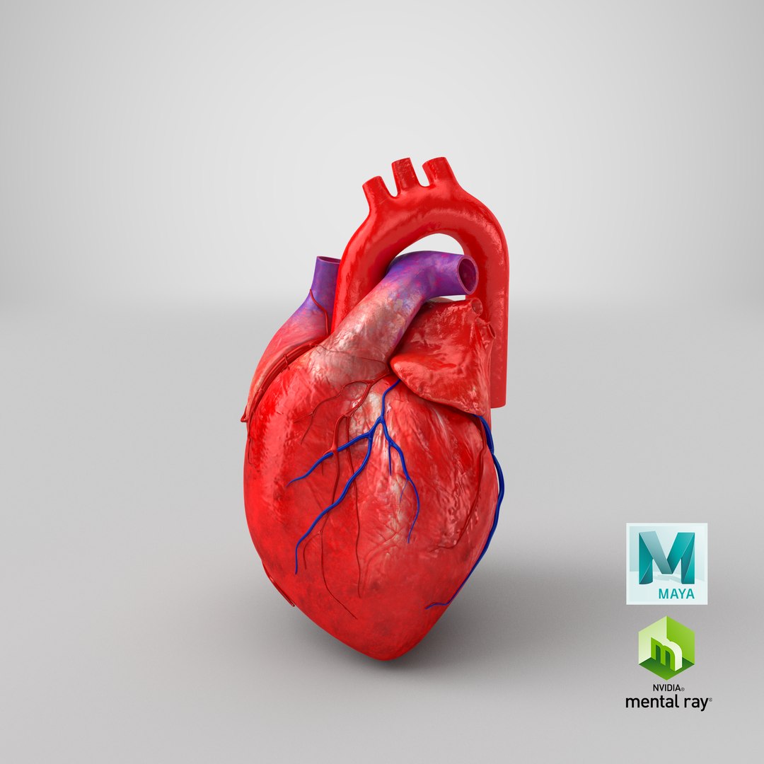 Human Heart 3D model - TurboSquid 1742264
