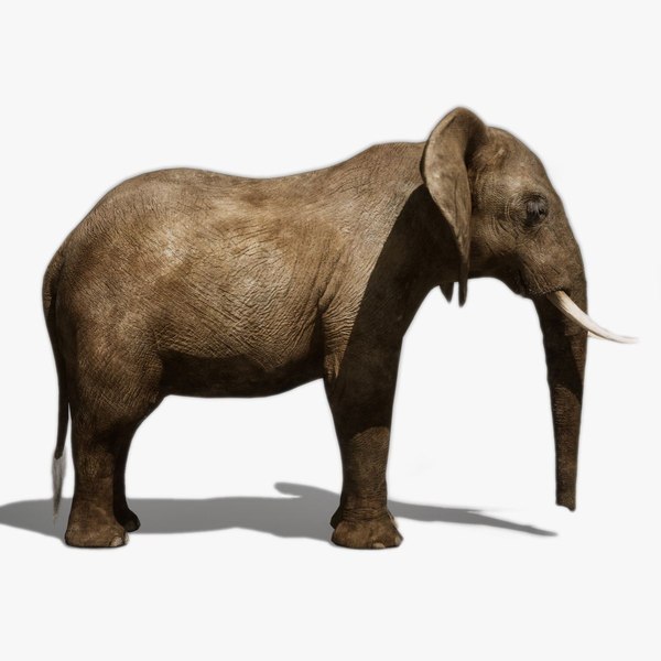Elephant 3D Models for Download | TurboSquid