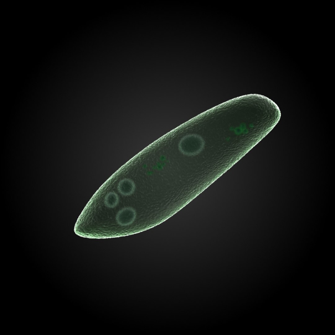 Microbes Micro Organisms 3d Model